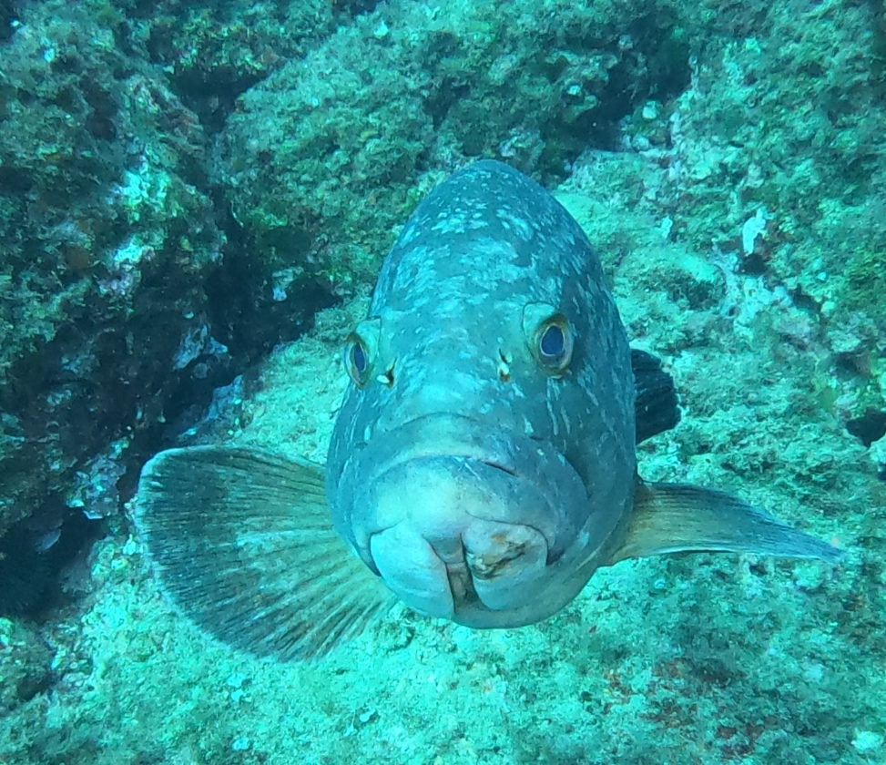 Mérou - el grandmufti